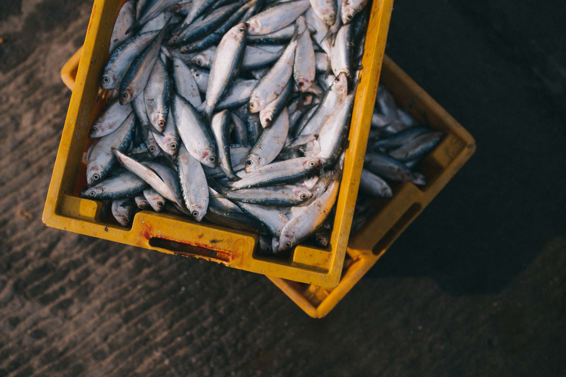 Wastewater treatment for fish industry | ClearFox®