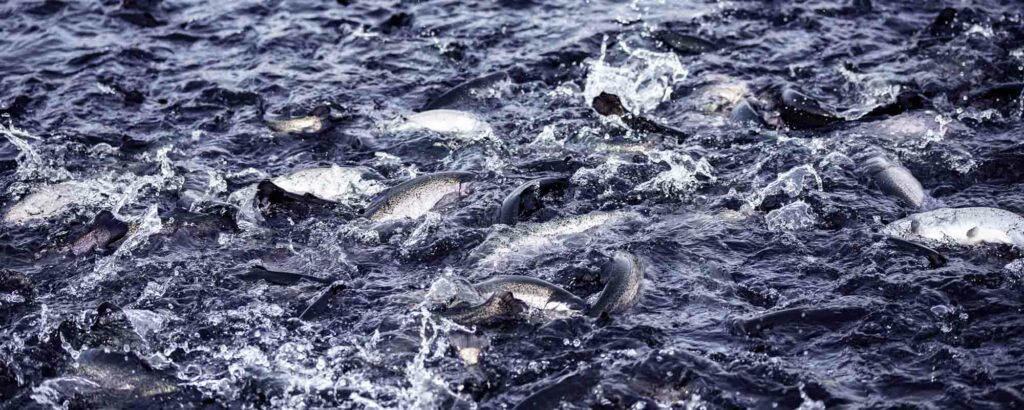 Fish processing wastewater treatment | ClearFox®